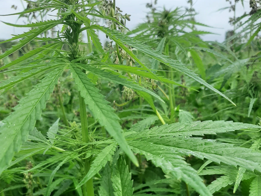We create clean and ethical plant botanical products.
